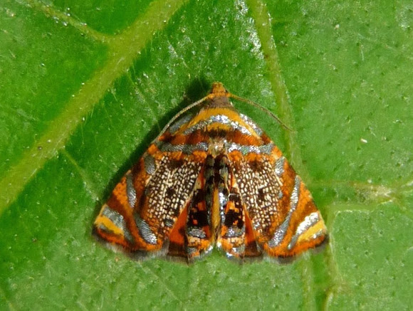 Metalmark Moth | Project Noah