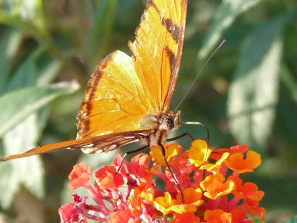 Juno Longwing | Project Noah