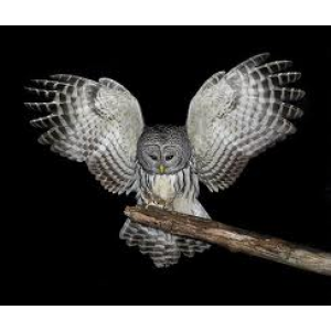 Animals and Shamanism: Power Animal Owl