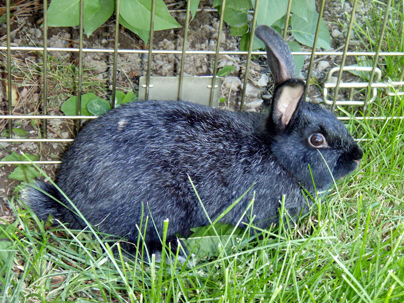 Breeding Age (Silver Fox Rabbits) | Homesteading Forum