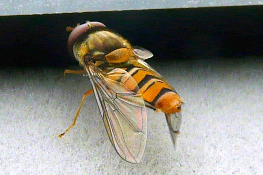 Nos Bêbêtes: mouche jaune et noire (syrphe)