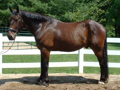 Percheron Thoroughbred Cross