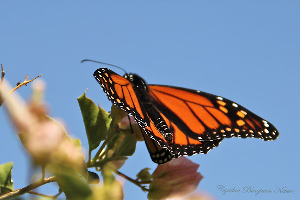 Monarch | Project Noah