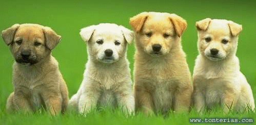 Animaciones gifs de perros - Aqui hay humor