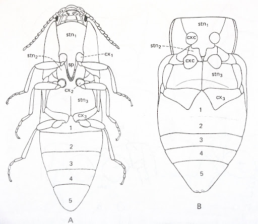Elateridae Prosternal Spine