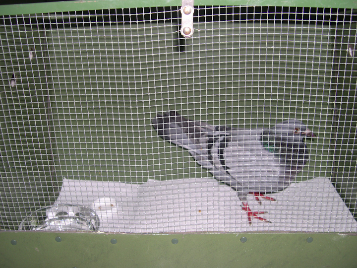 Help, please... Another Sick Bird :( | Page 6 | Pigeon-Talk