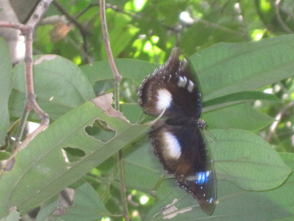 Magpie Crow Butterfly | Project Noah