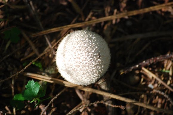 common puffball | Project Noah