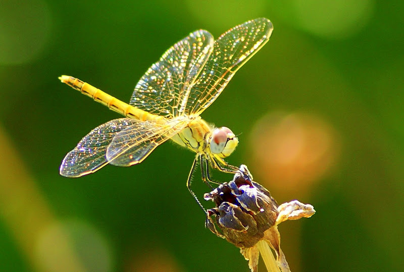 Cores vivas:Libelinhas - Momentos e Olhares