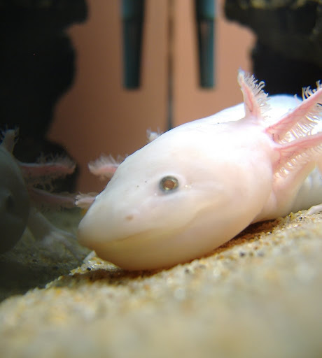 Axolotl | Page 4 | MonsterFishKeepers.com