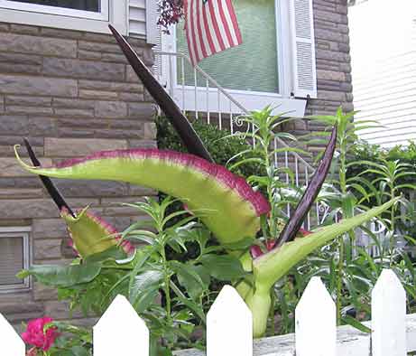 Inspiration of the Week: Monster Plants – SPRUCE Upholstery