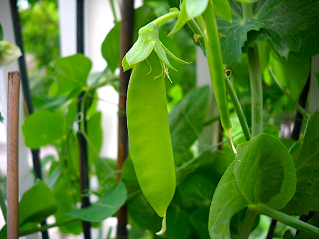 The 6x8 garden: First pea flower becomes first pea