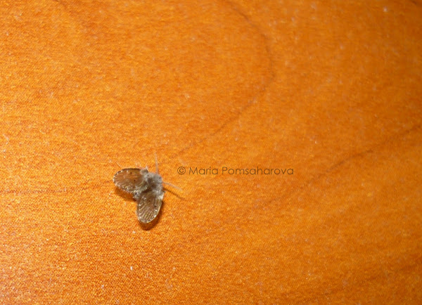 Moth fly | Project Noah