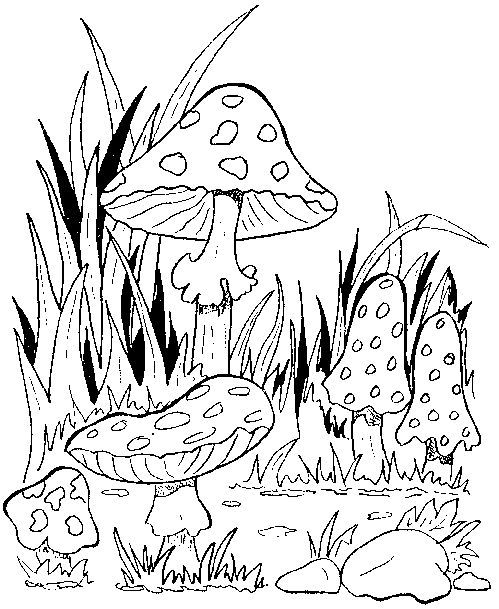 DIBUJOS DE SETAS PARA COLOREAR