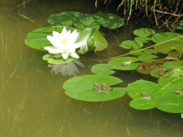 Green Frogs | Project Noah