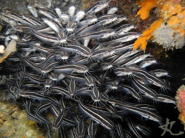 Striped Eel Catfish | Project Noah