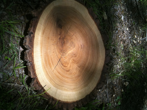 Tree Rings - Using Dendrochronology to Age Trees - Counting Rings