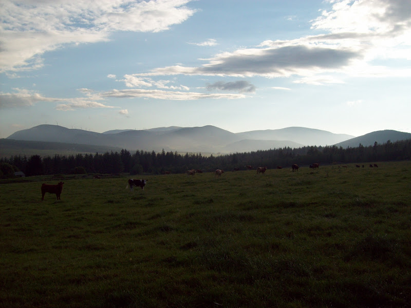 Walk Report - Beinn Tharsuinn (Ardross): Evening strolling • Walkhighlands