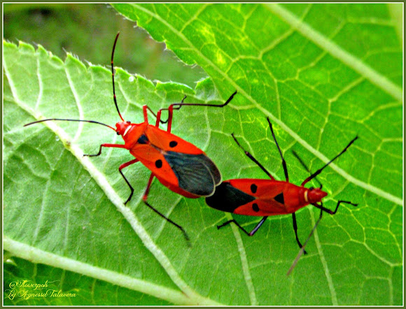 Red Cotton Bugs (Mating) | Project Noah