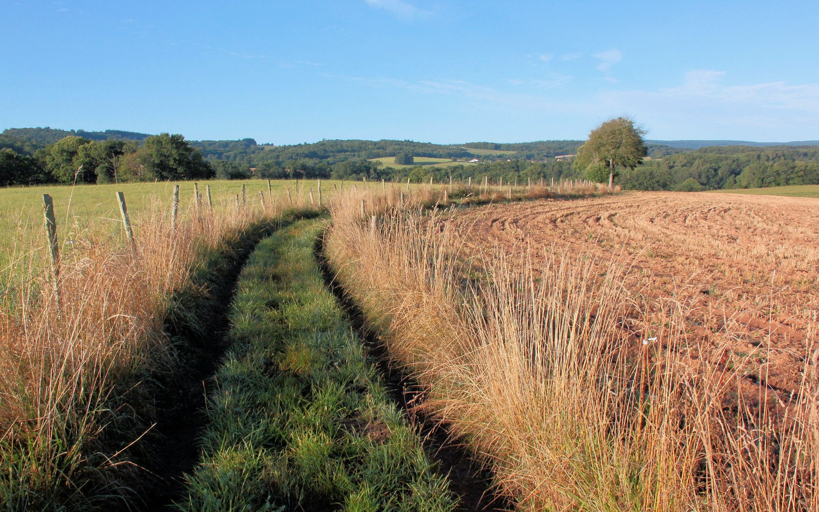 Blog photo de Maxime: Le chemin vert - the green path