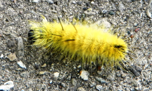American Dagger Moth | Project Noah
