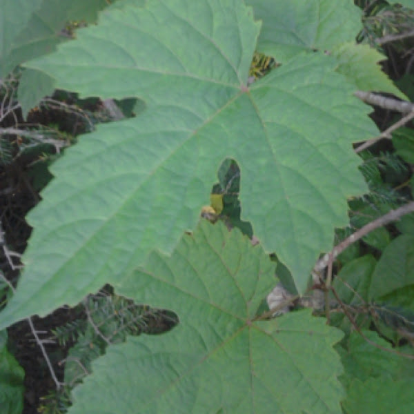 Grape | Project Noah