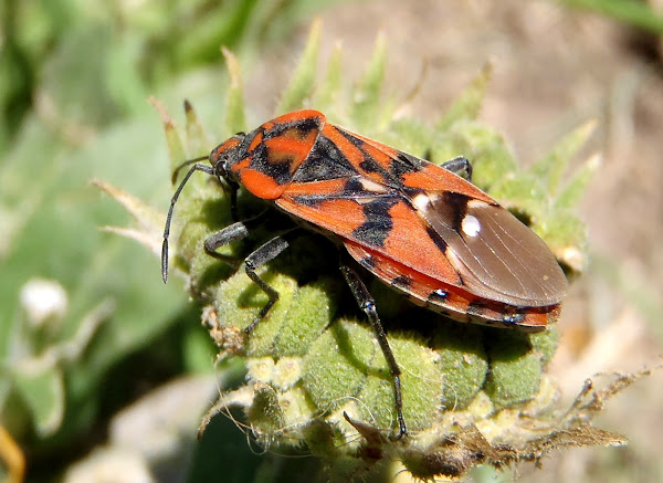 Chinche roja de campo, Harlequin bug | Project Noah