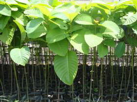 Photo Bibit Pohon Jabon | Kayu Jabon