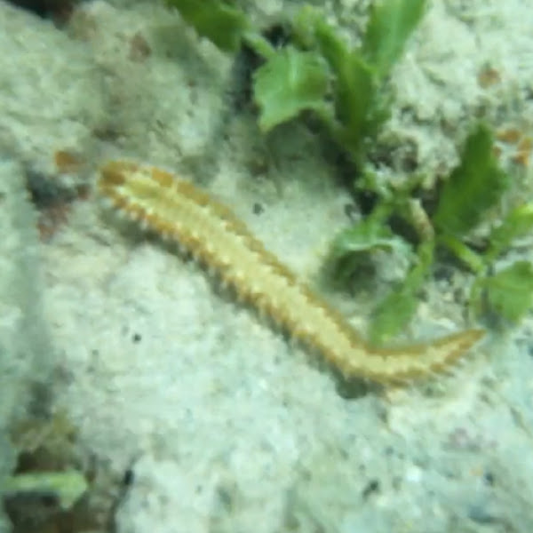 Bearded fireworm | Project Noah