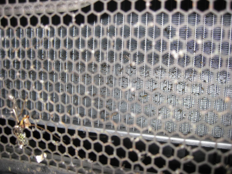 Insect assault on nose and radiator - clean rad or not? (pics) - MX-5 ...