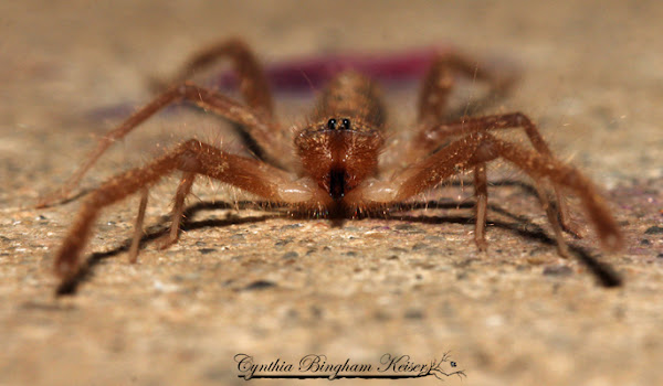 Straight-faced Solifugid | Project Noah