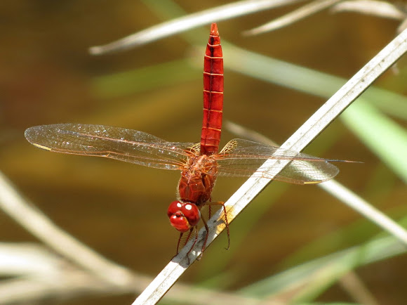 Orange-winged Dropwing/Kirby's Dropwing | Project Noah