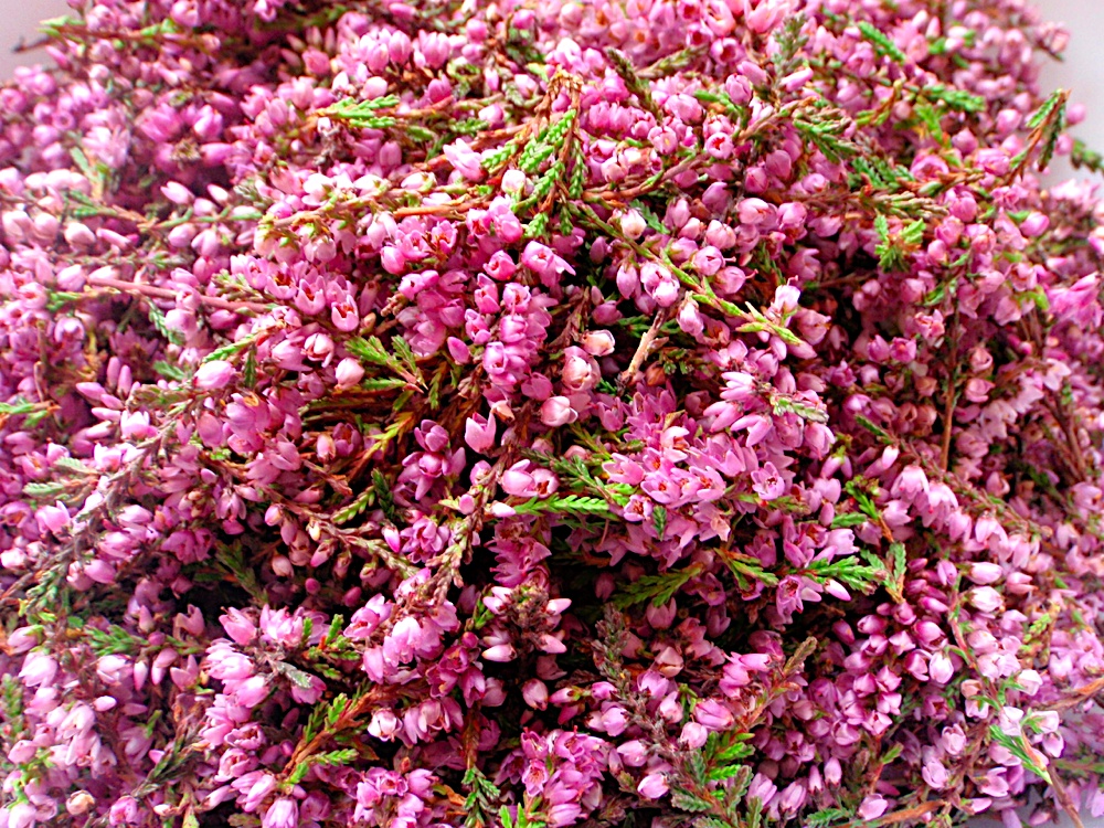 Westley’s Bog Bounty Heather Ale | Aran Brew