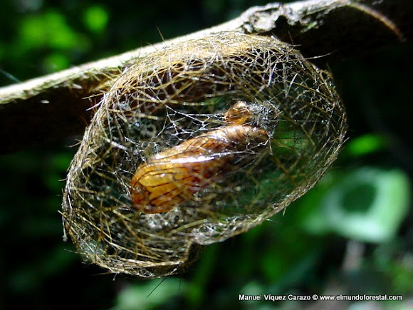 Tiger moth cocoon. | Project Noah