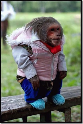 Fotos divertidas de monos - Blog de imágenes