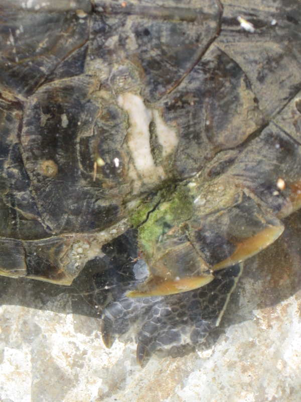 Redearslider.com :: View topic - Badly Broken and Rotting(?) Shell