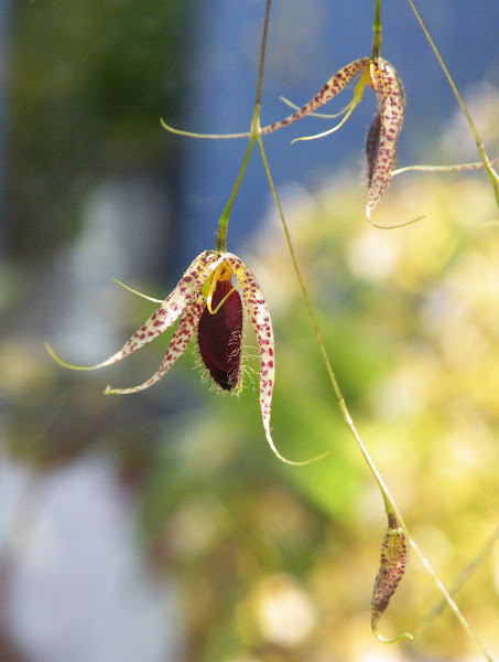 Orchid | Project Noah