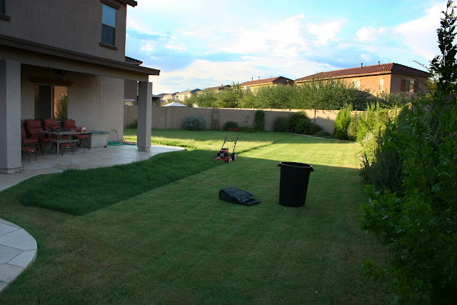 Arizona Midiron seed? | Lawn Care Forum