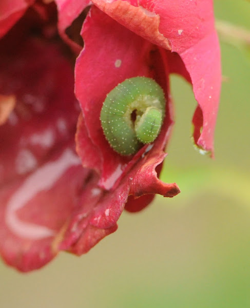 Curled Rose Sawfly larva | Project Noah