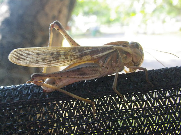 Brown Locust | Project Noah