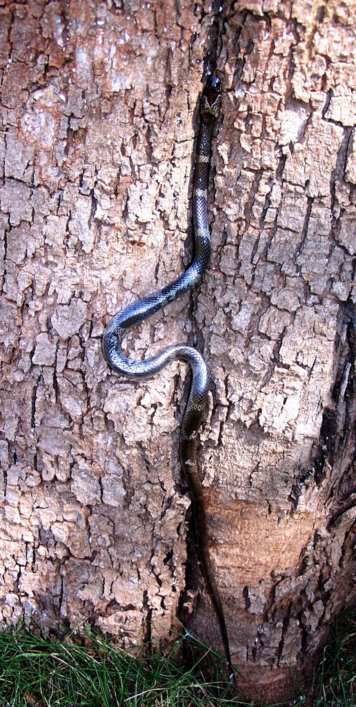 Andhra Science: Lycodon aulicus(wolf Snake)