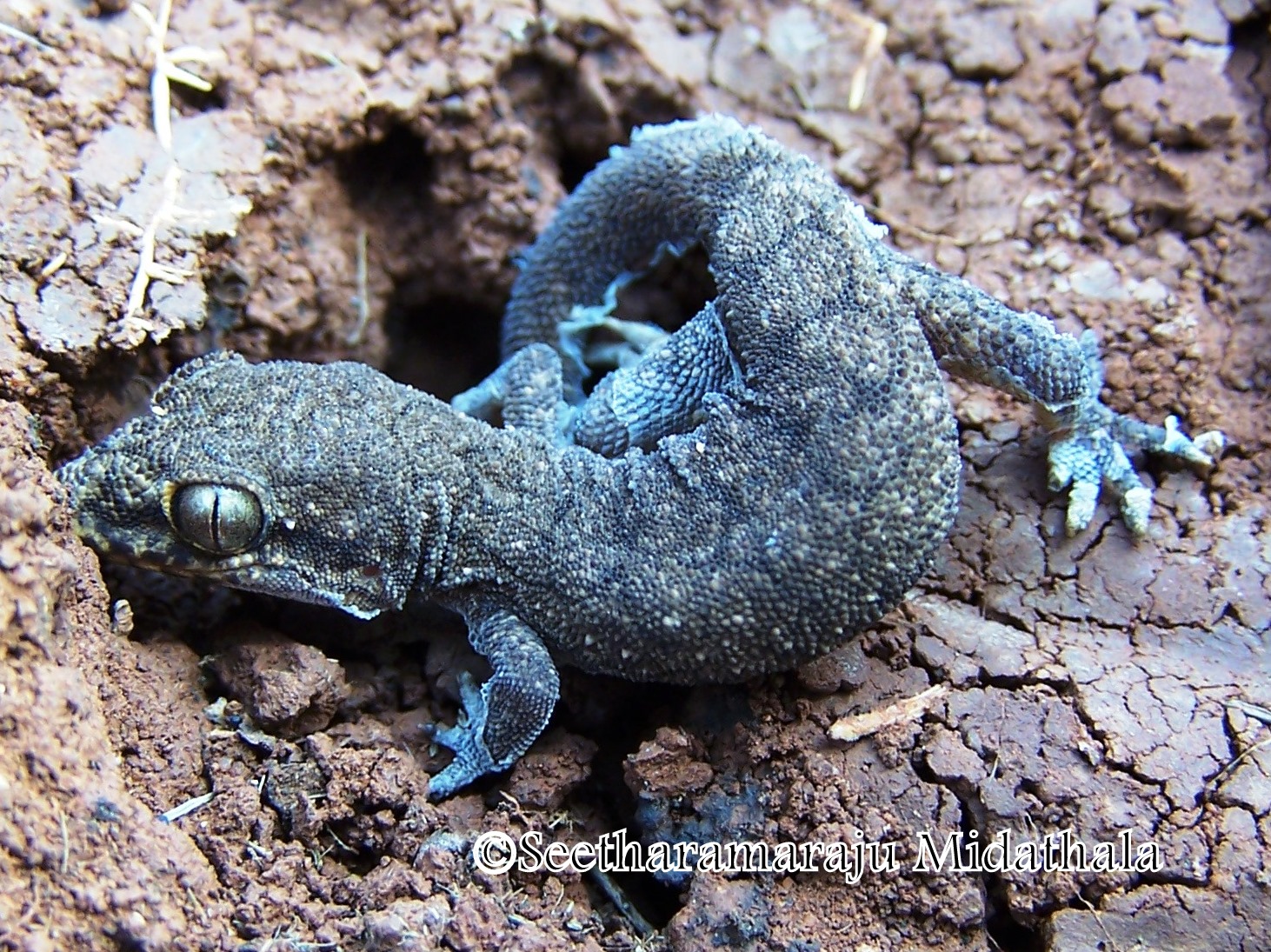 Andhra Science: Reticulate Leaf-toed Gecko Hemidactylus reticulatus