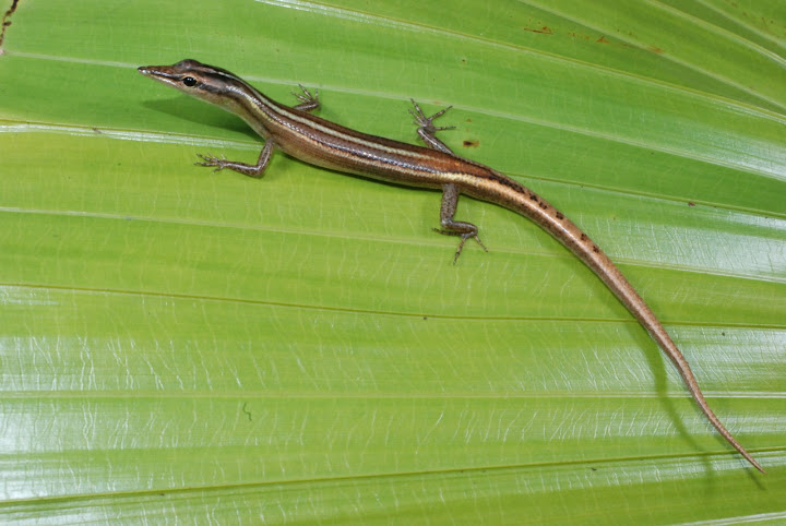 Papua New Guinea 2008 - Field Herp Forum