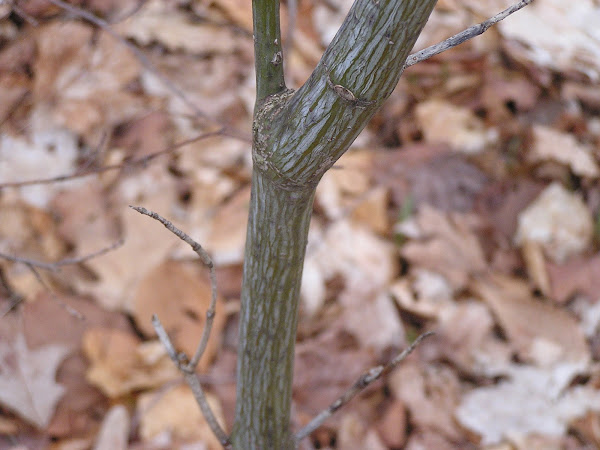 Striped Maple | Project Noah