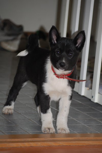 Uusi pentu - WWW.PYSTYKORVA.INFO