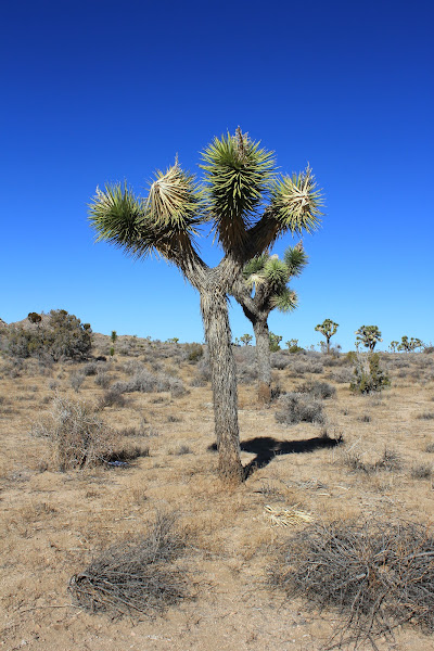 Joshua tree | Project Noah