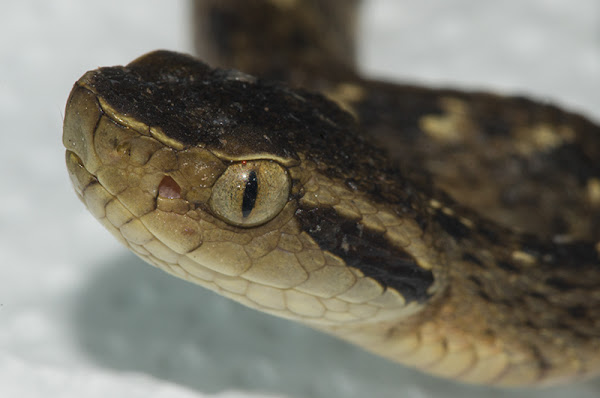 Jararaca da Mata | Project Noah