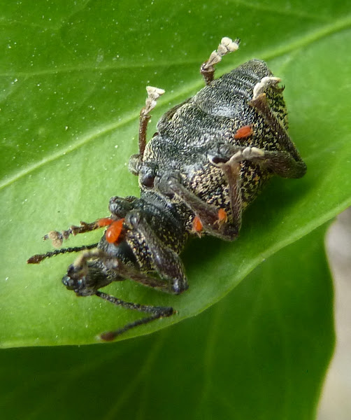 Weevil and Mites | Project Noah