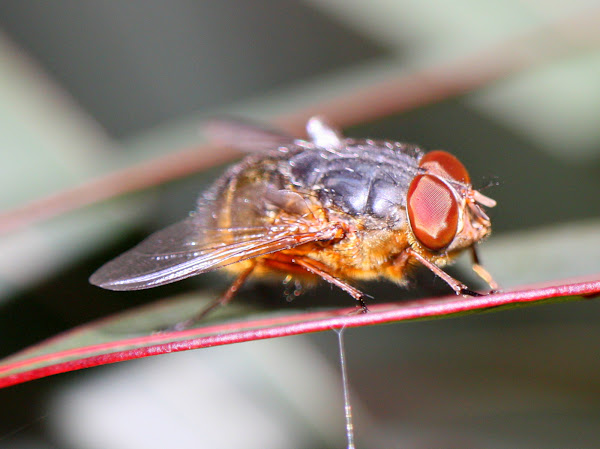 Blowfly | Project Noah