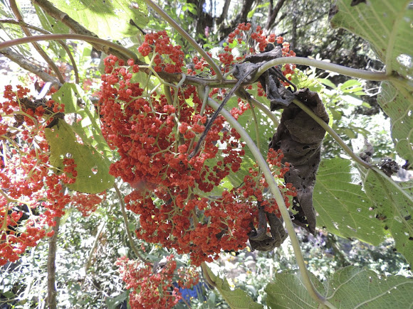 Chichicaste | Project Noah